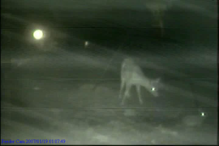 Kenny Holley's Deer Feeder Pictures